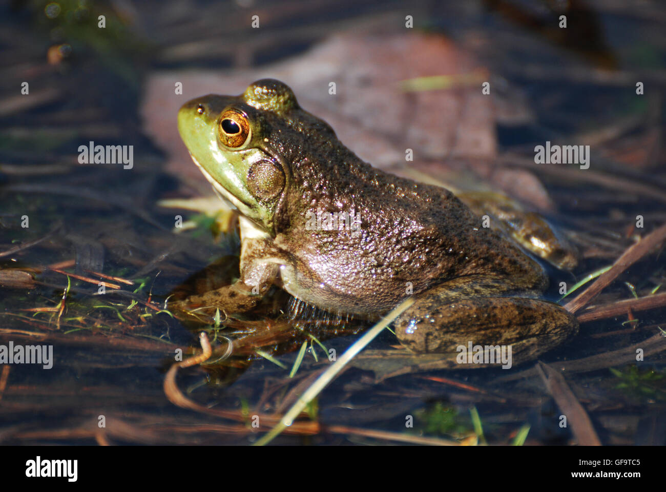 Toad sitting in shallow water Stock Photo - Alamy