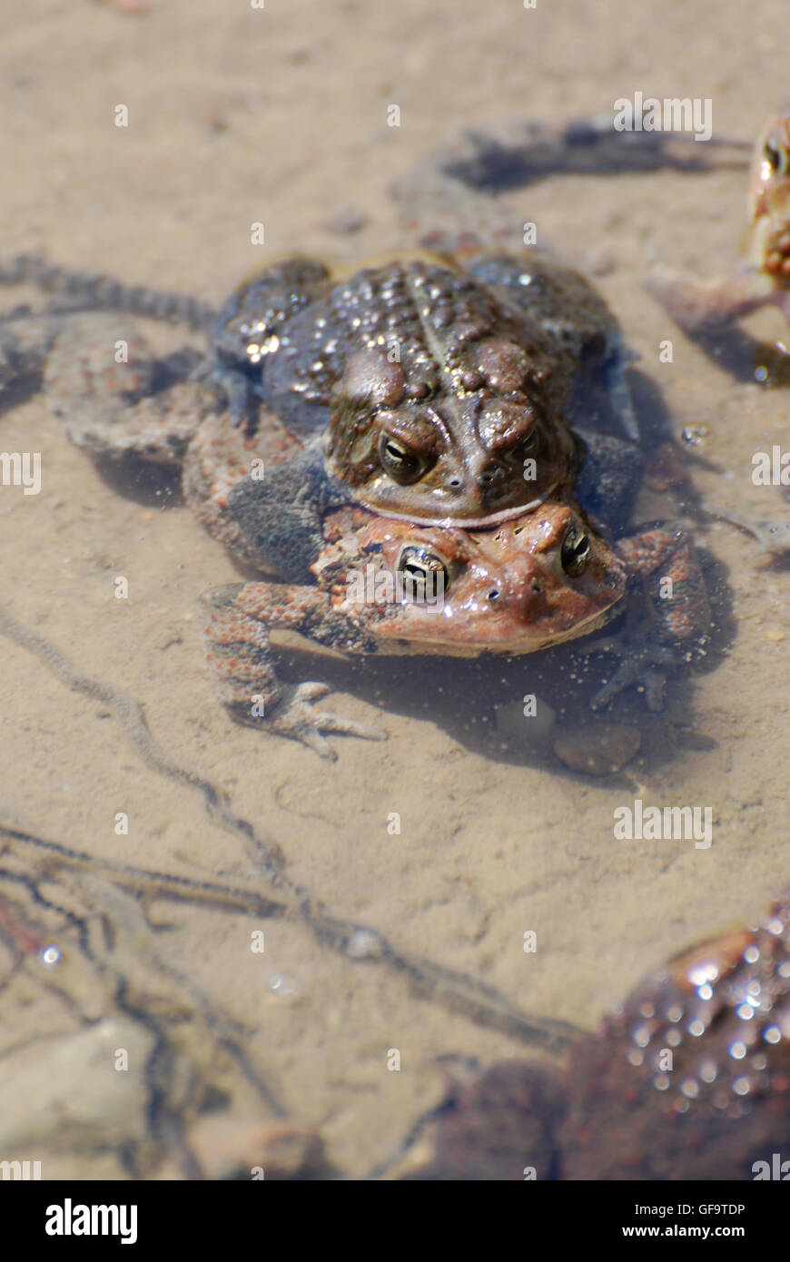 Two frogs reproducing in shallow water Stock Photo - Alamy