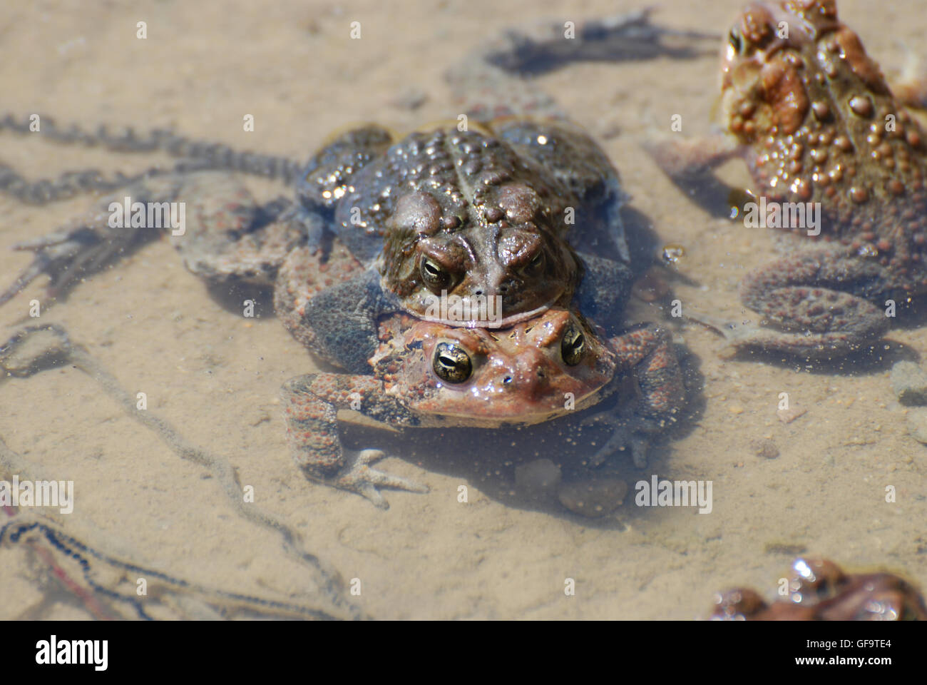 Pair of two breeding frogs in shallow water Stock Photo - Alamy