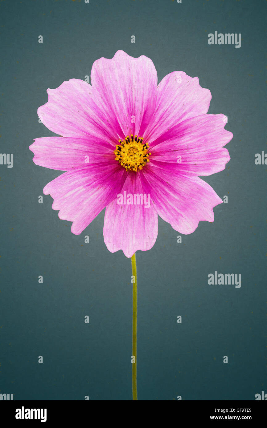 Pink cosmea hi-res stock photography and images - Alamy