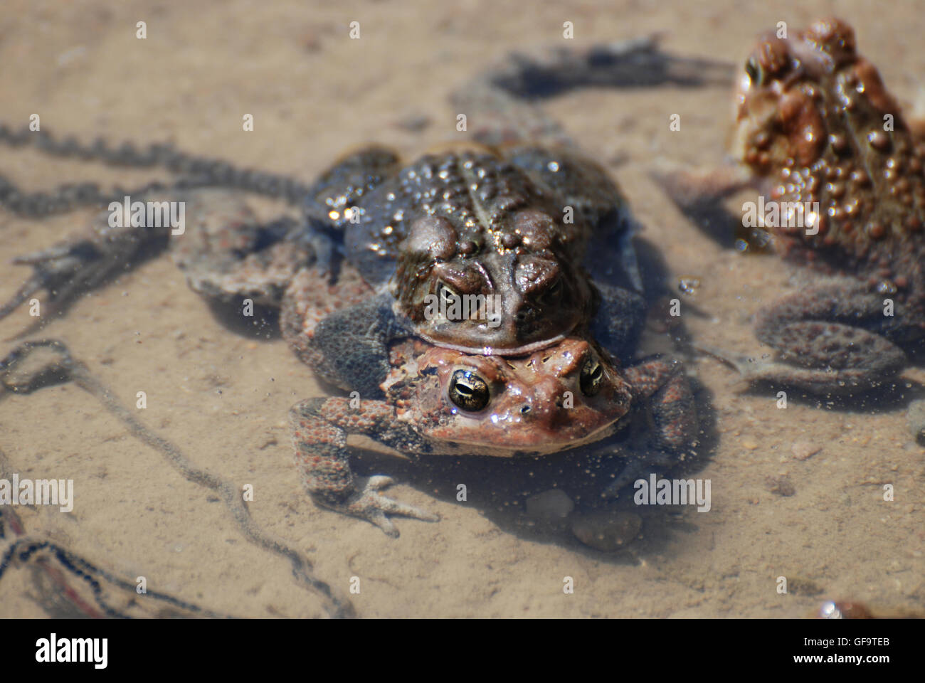 Mating marsh frogs hi-res stock photography and images - Alamy