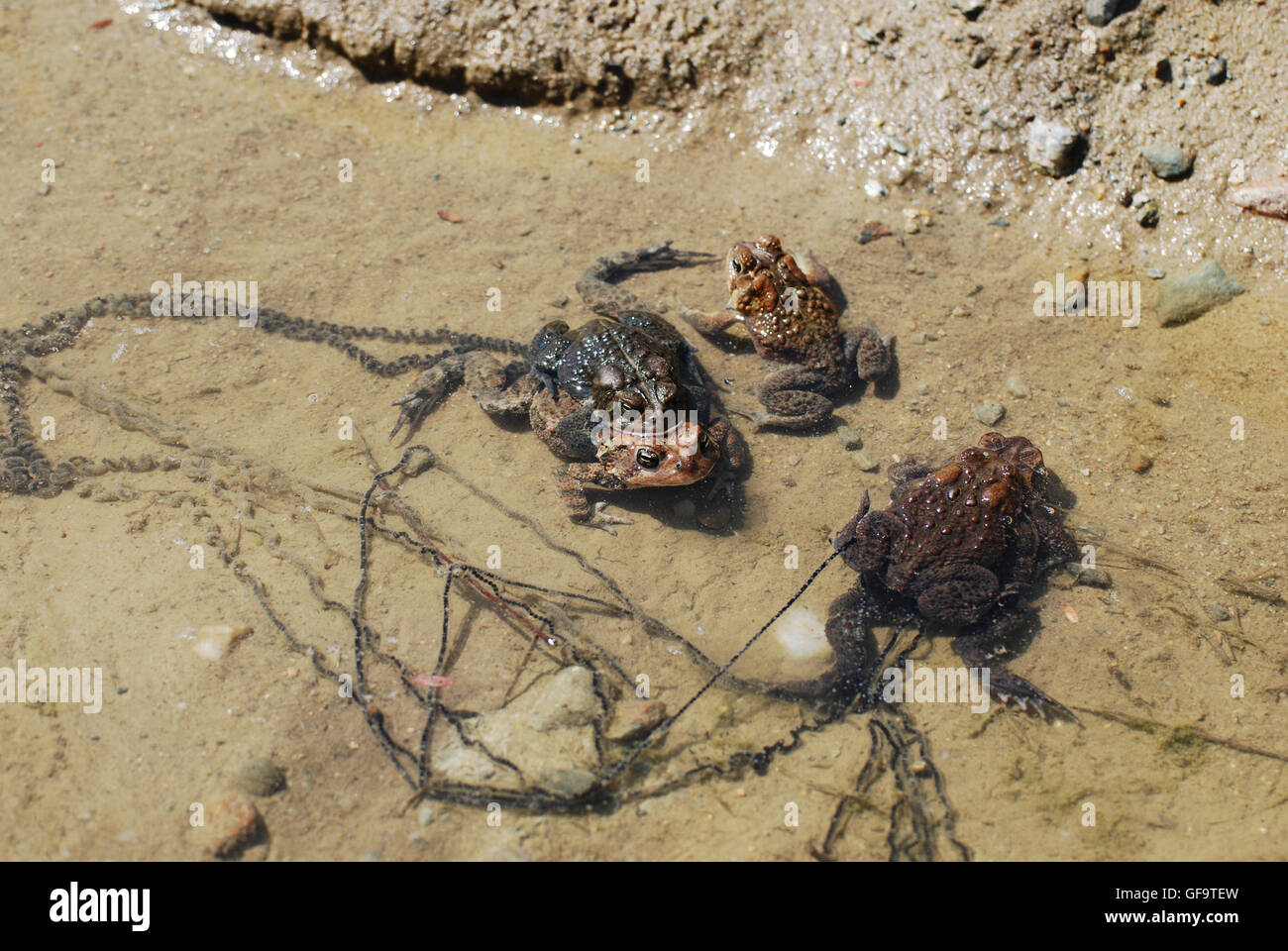 Pair of mating frogs laying eggs in shallow water Stock Photo - Alamy