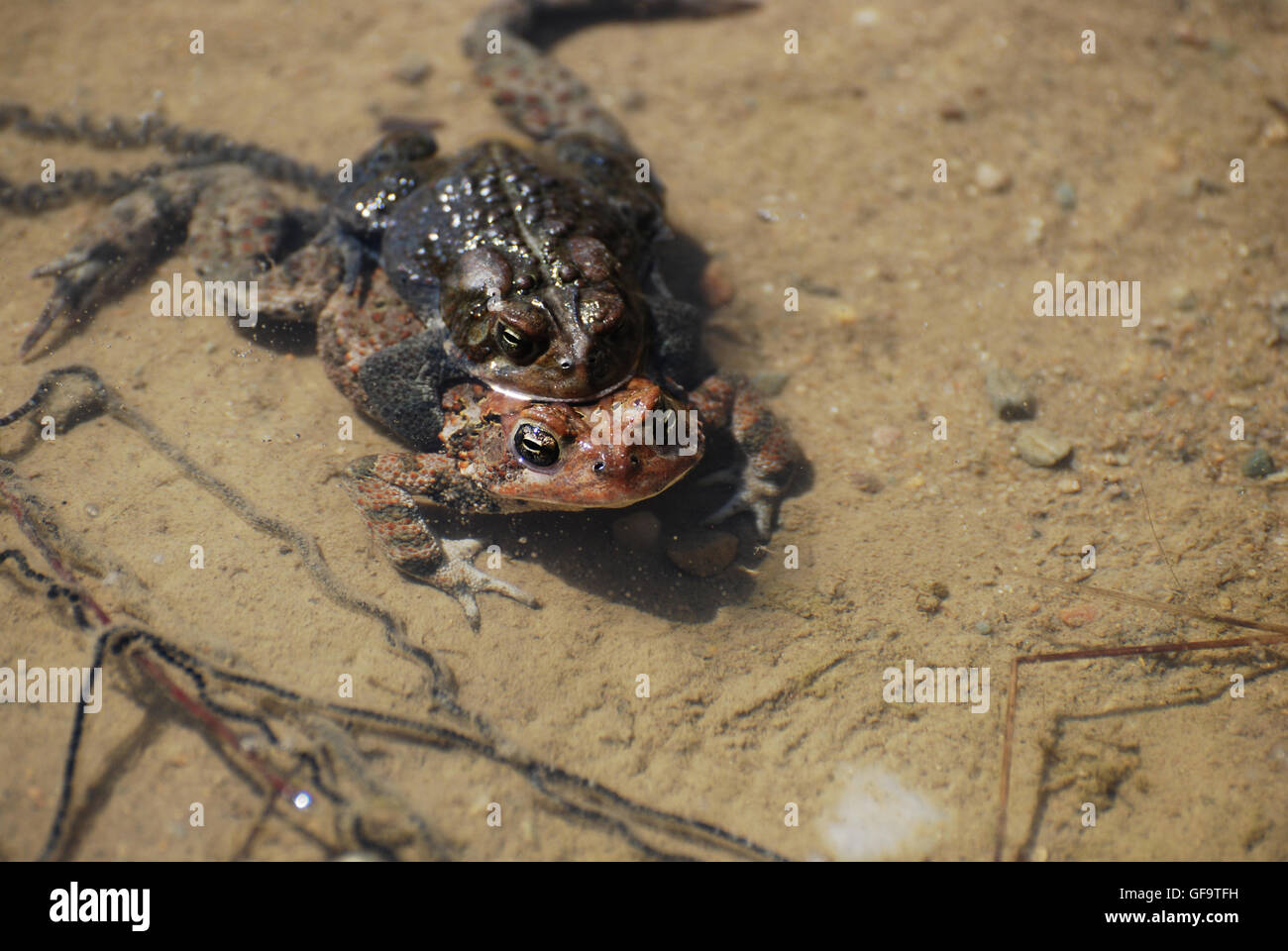 Toad Laying Eggs
