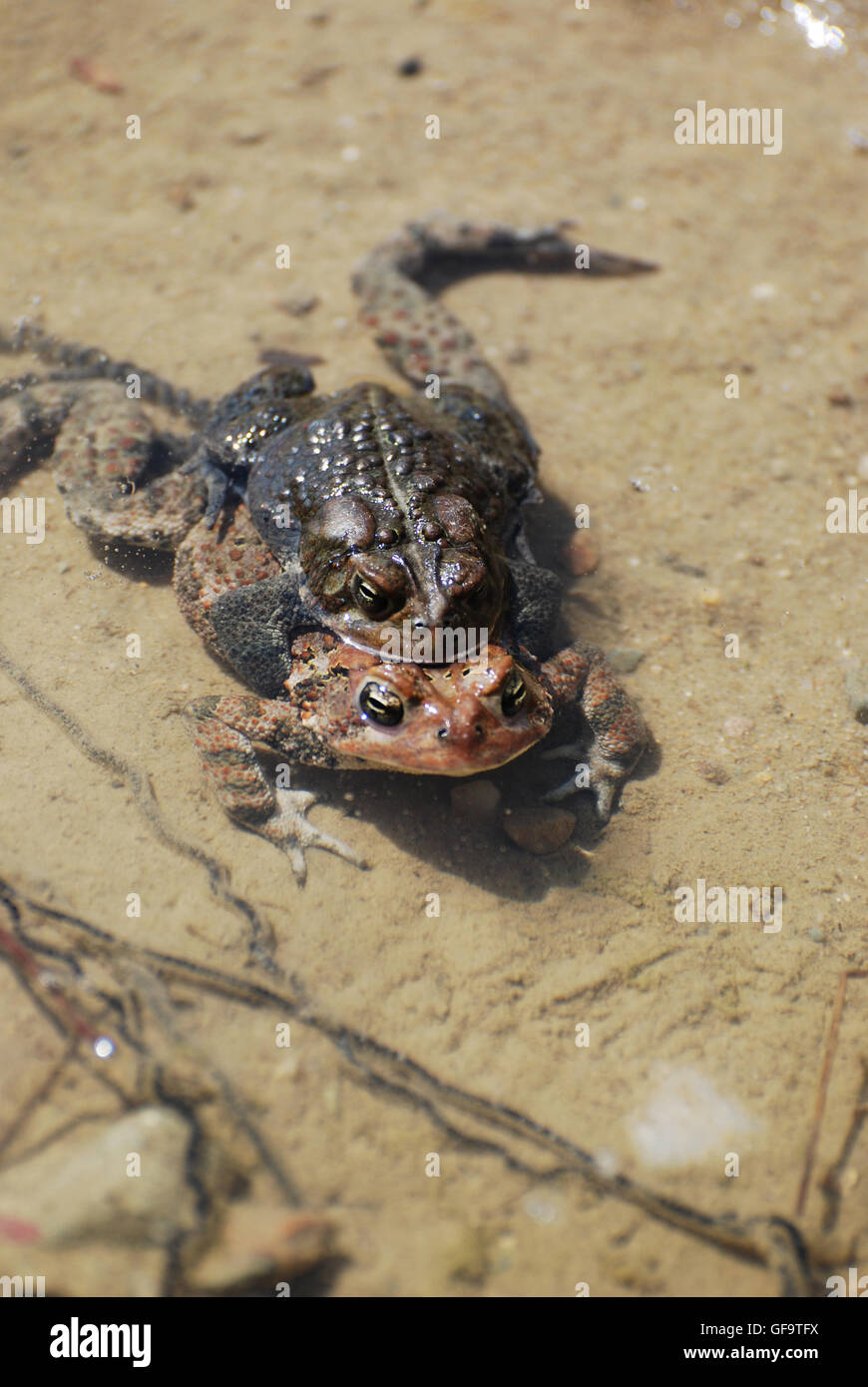 Pair of procreating frogs in a swamp laying eggs Stock Photo - Alamy