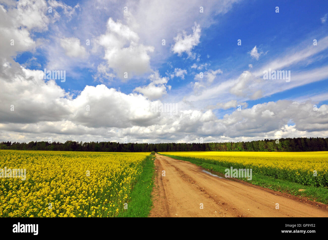 Rural landscape: road in field Stock Photo - Alamy