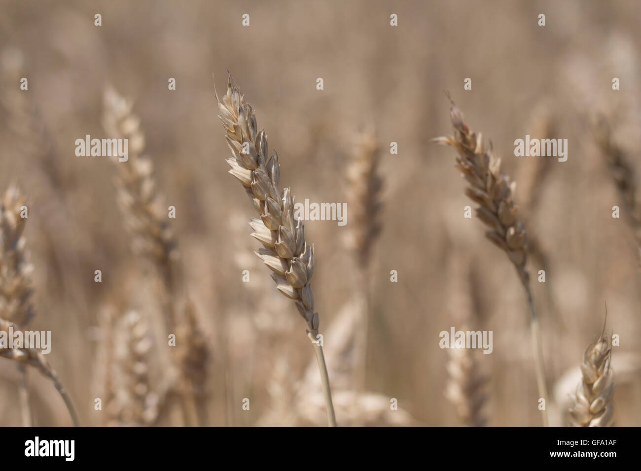 Golden wheat ear hi-res stock photography and images - Alamy