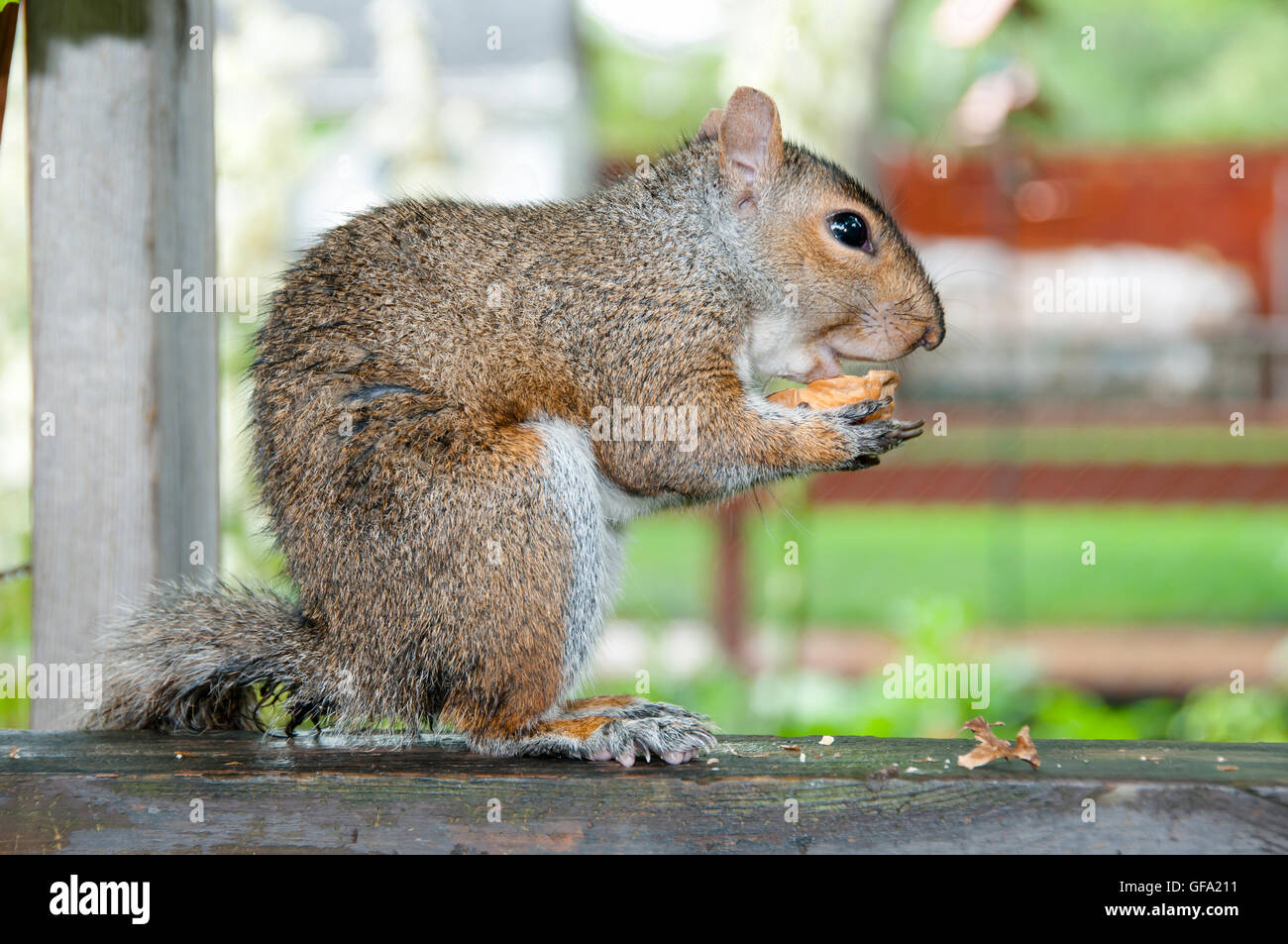 Wild Grey Squirrel Eating a Walnut Stock Photo - Alamy