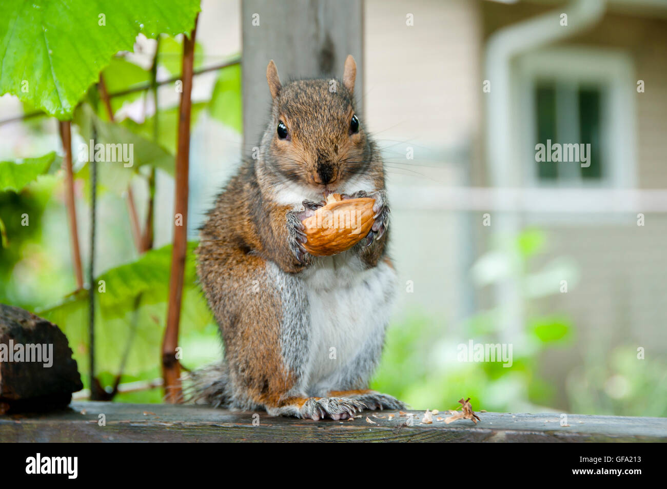 Squirrel eating leaves hi-res stock photography and images - Alamy