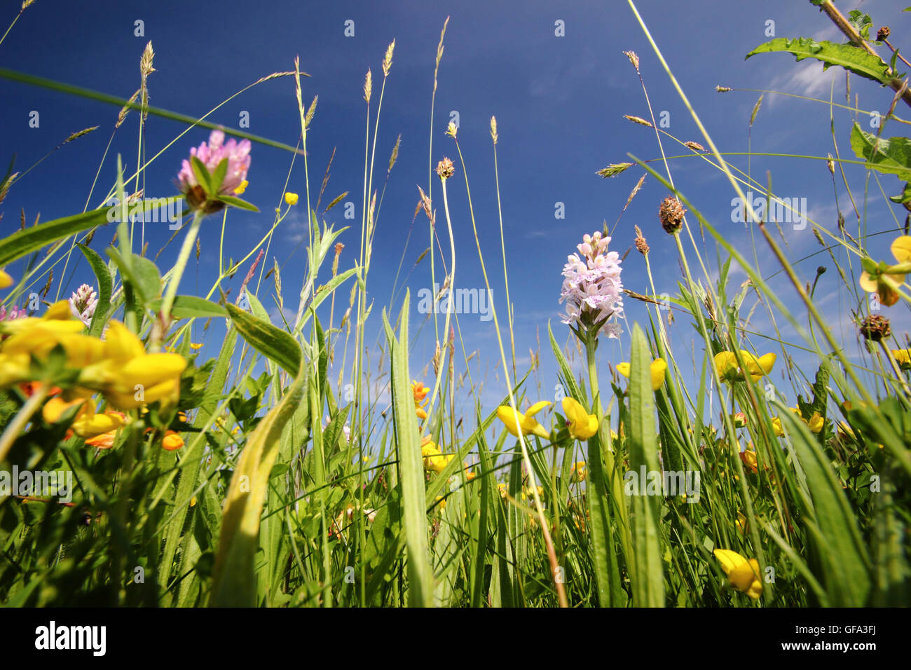 Summer valley meadow in hi-res stock photography and images - Alamy