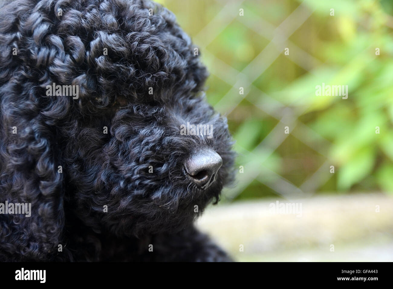 Black Poodle puppy . Close-up portrait outside Stock Photo - Alamy