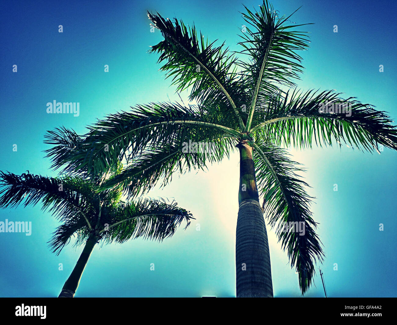 Abstract summer background with tropical palm tree Stock Photo - Alamy