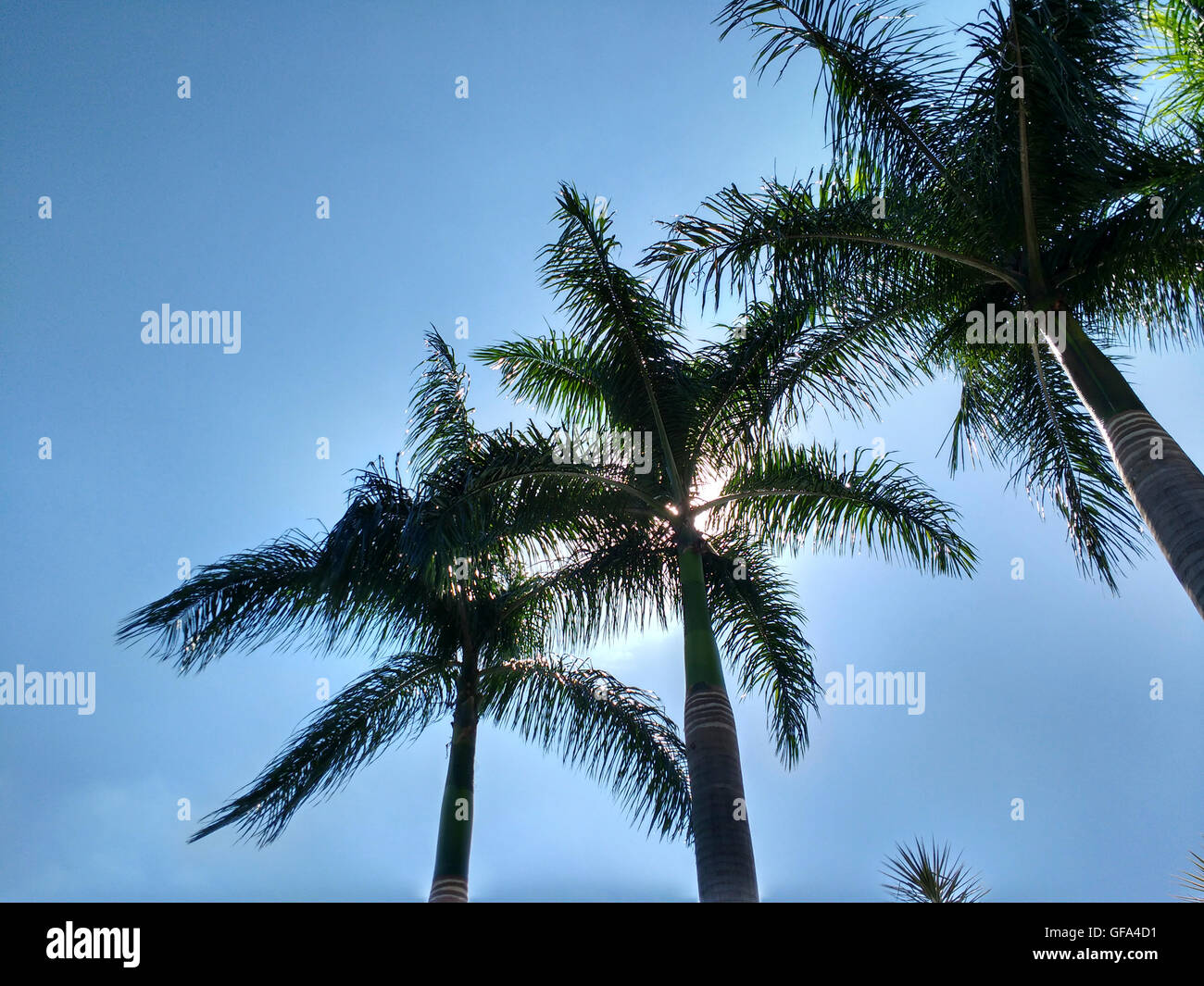 Abstract summer background with tropical palm tree Stock Photo - Alamy