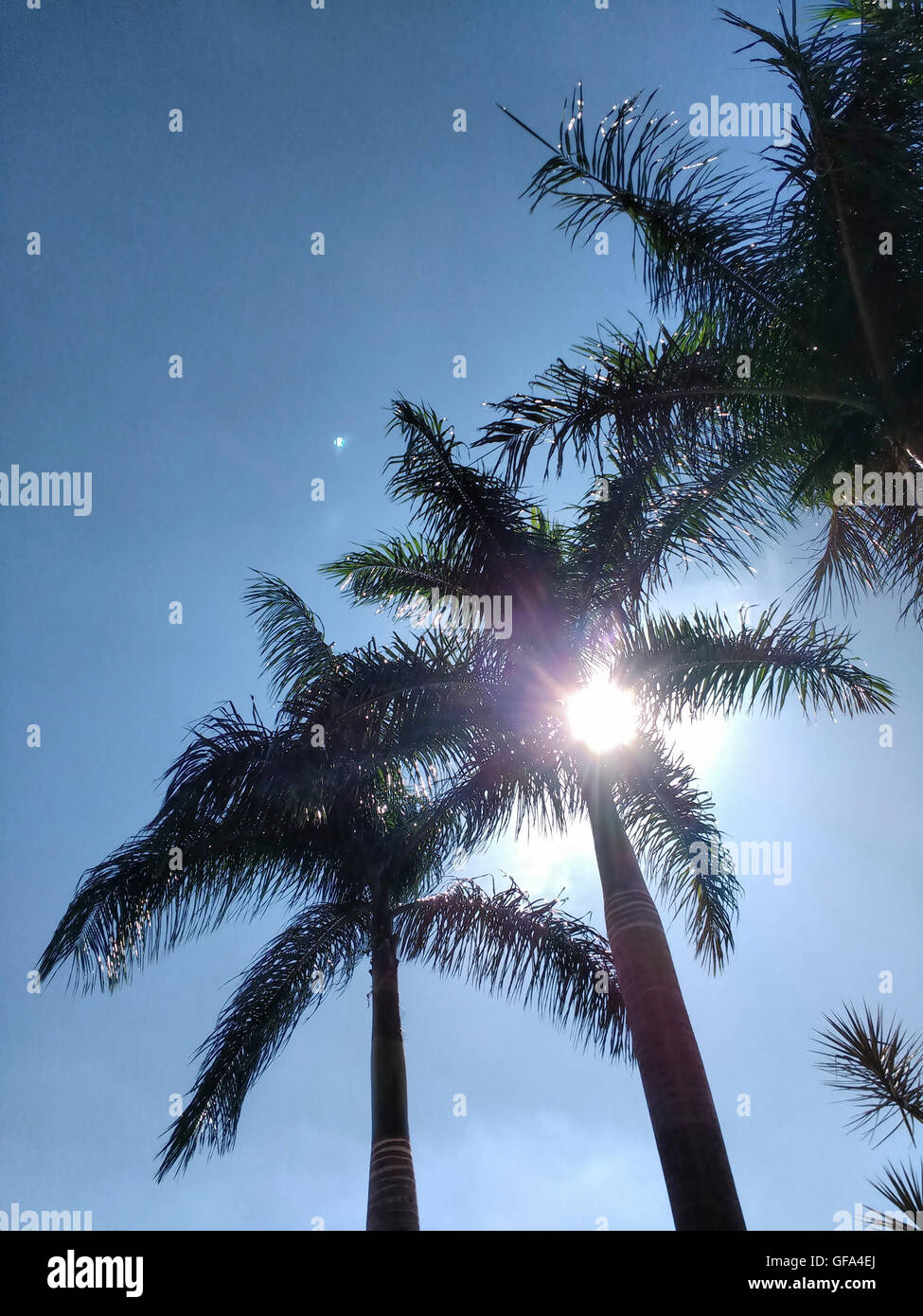 Abstract summer background with tropical palm tree Stock Photo - Alamy