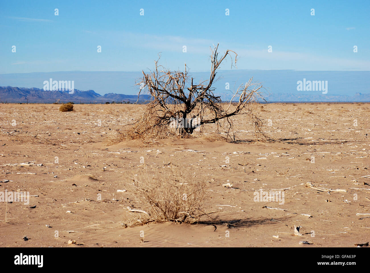 Solitary dead tree in desert Stock Photo - Alamy