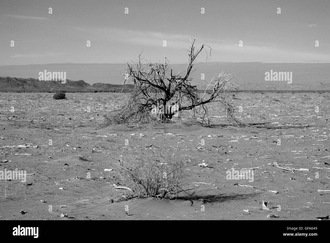Solitary dead tree in desert Stock Photo - Alamy