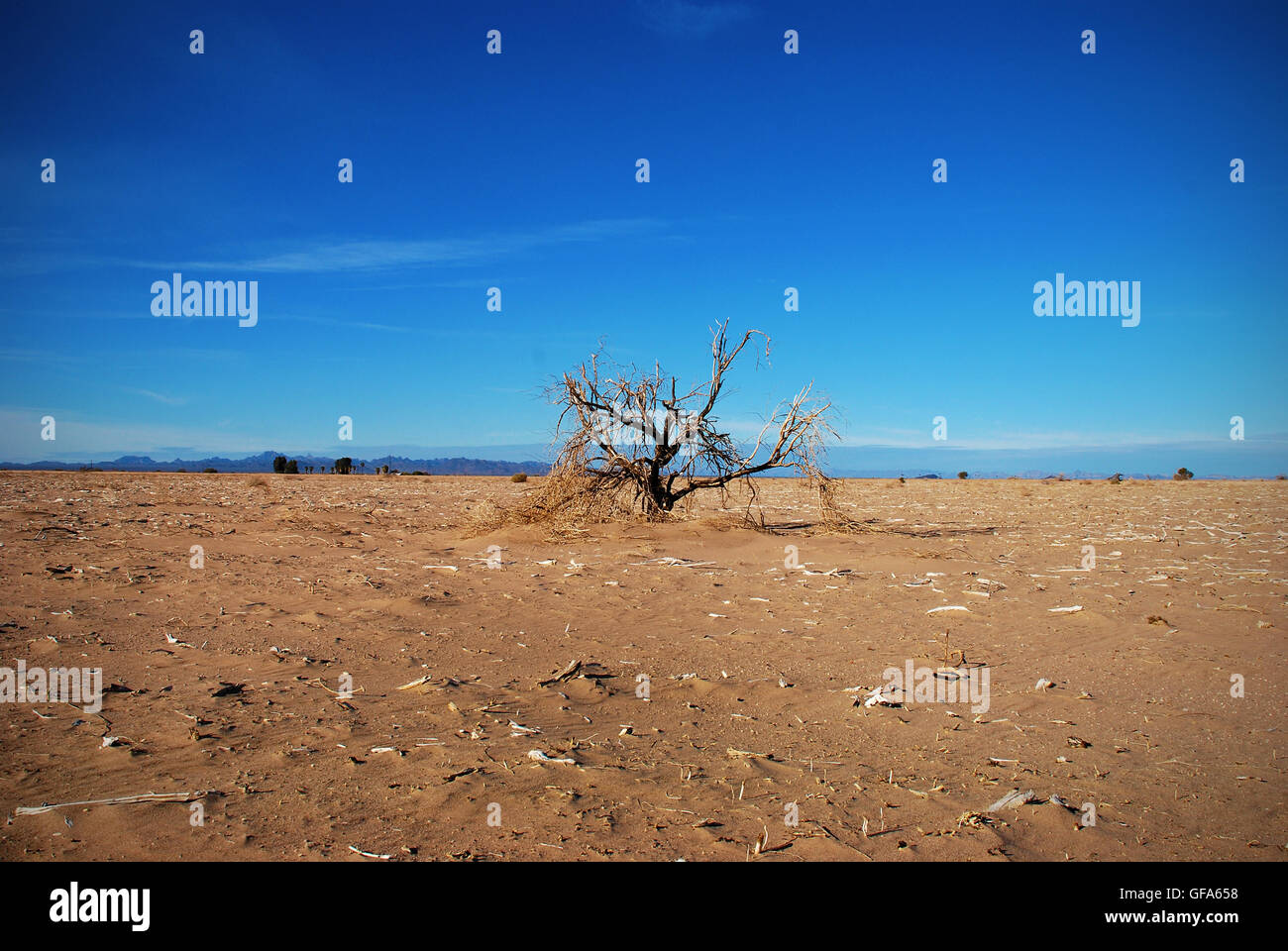 Solitary dead tree in desert Stock Photo - Alamy