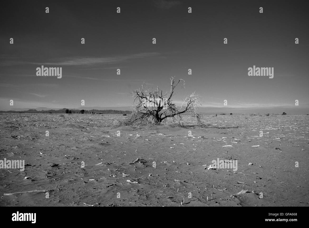 Solitary dead tree in desert Stock Photo - Alamy