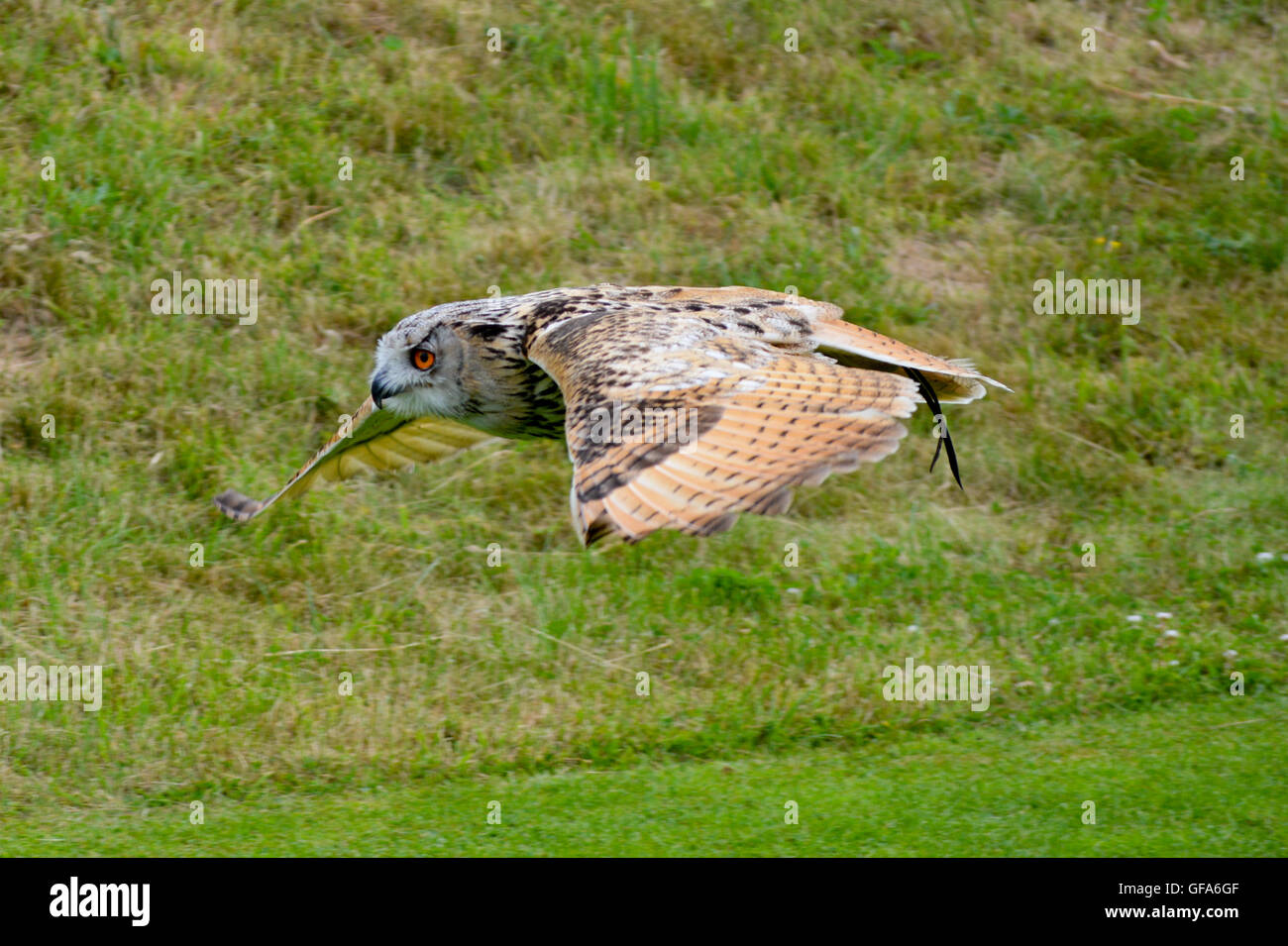 Owl in flight Stock Photo - Alamy