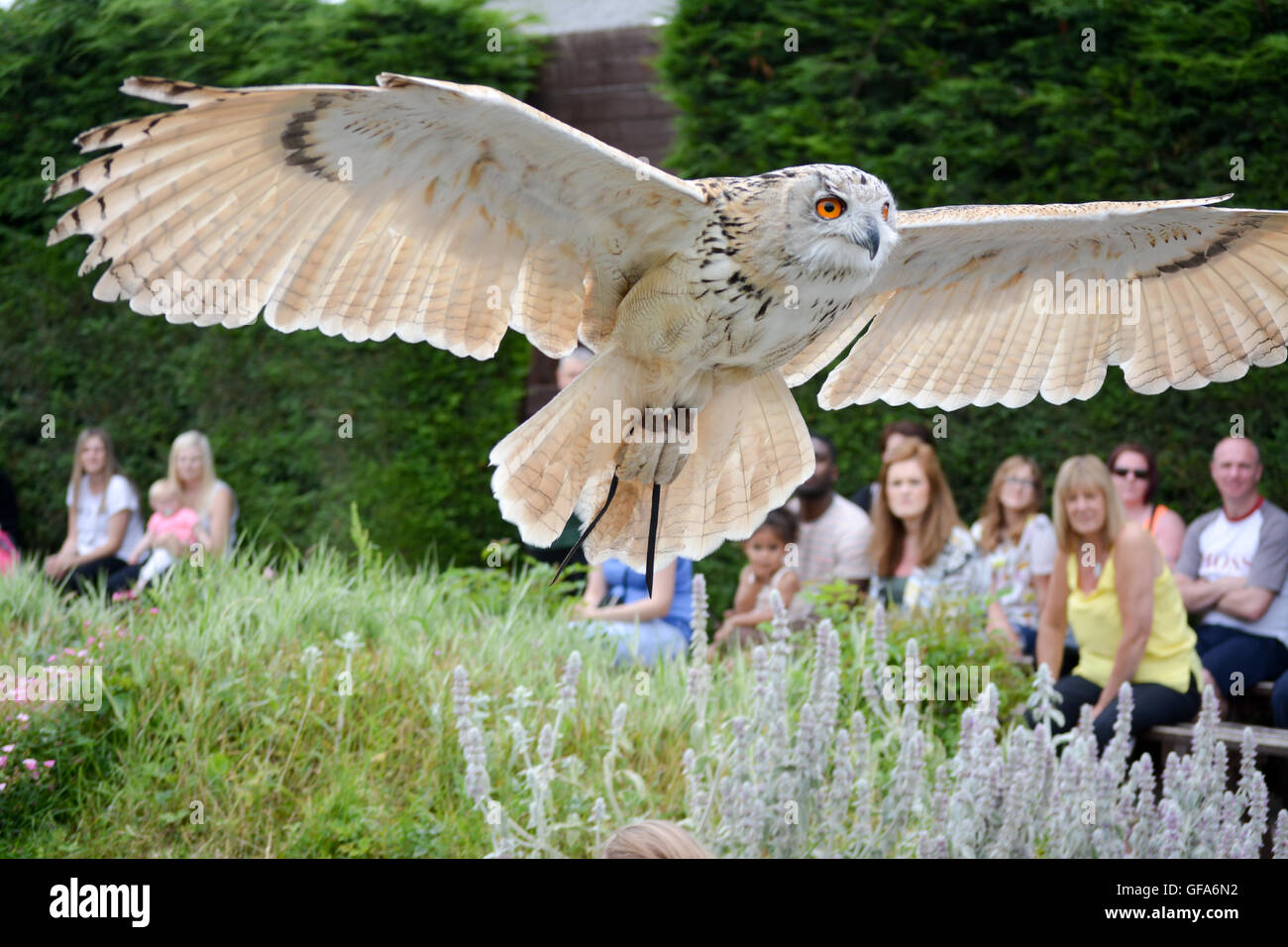British raptors in flight hi-res stock photography and images - Alamy