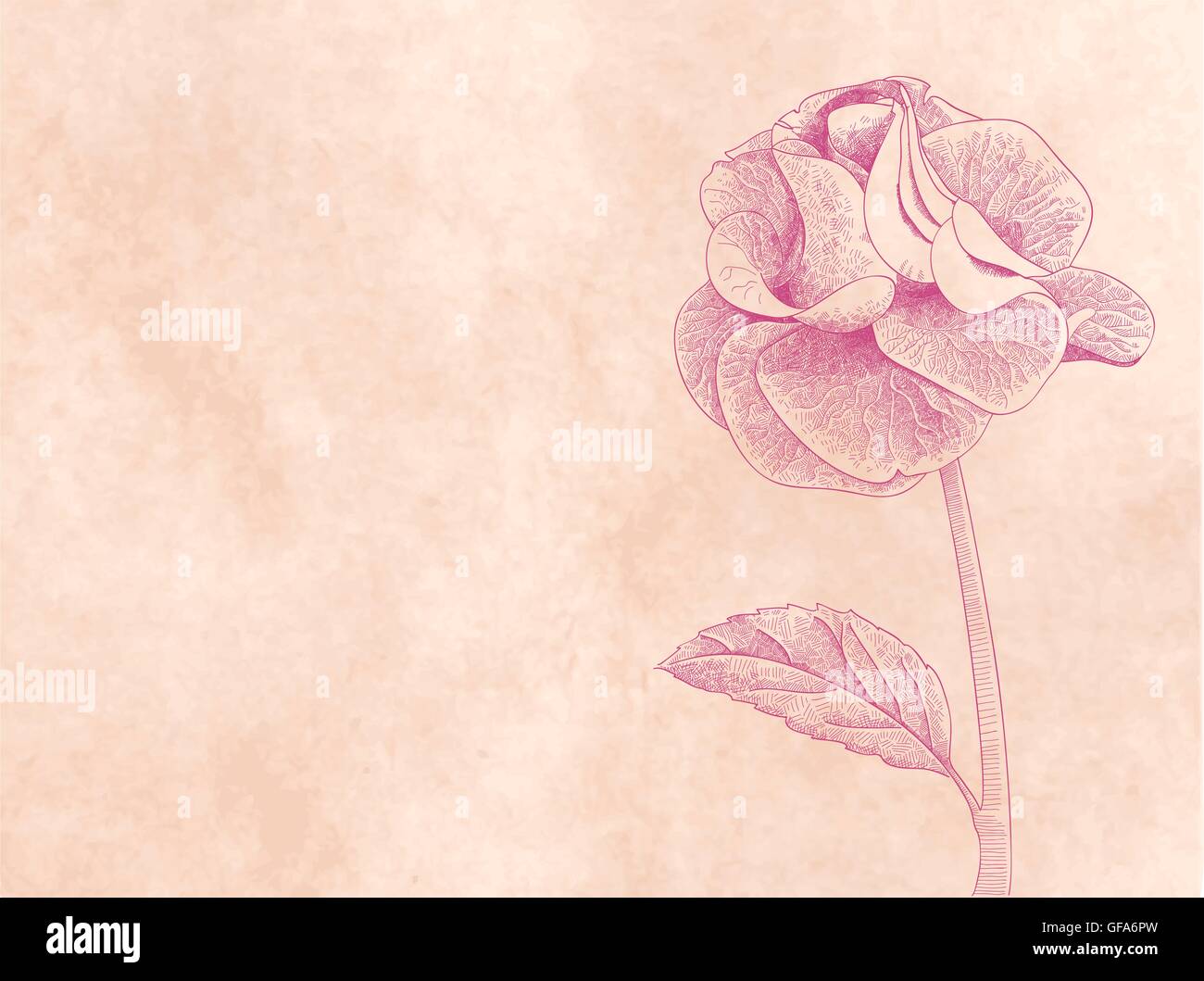 Hand drawn card with rose on pink paper background Stock Vector Image ...