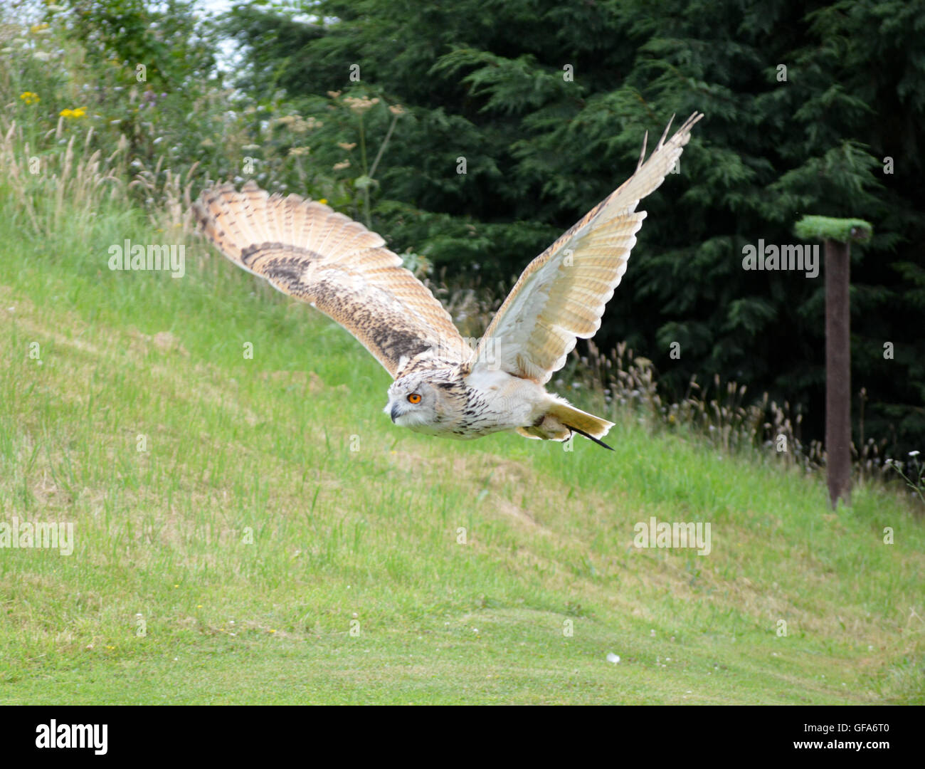 Owl in flight Stock Photo - Alamy