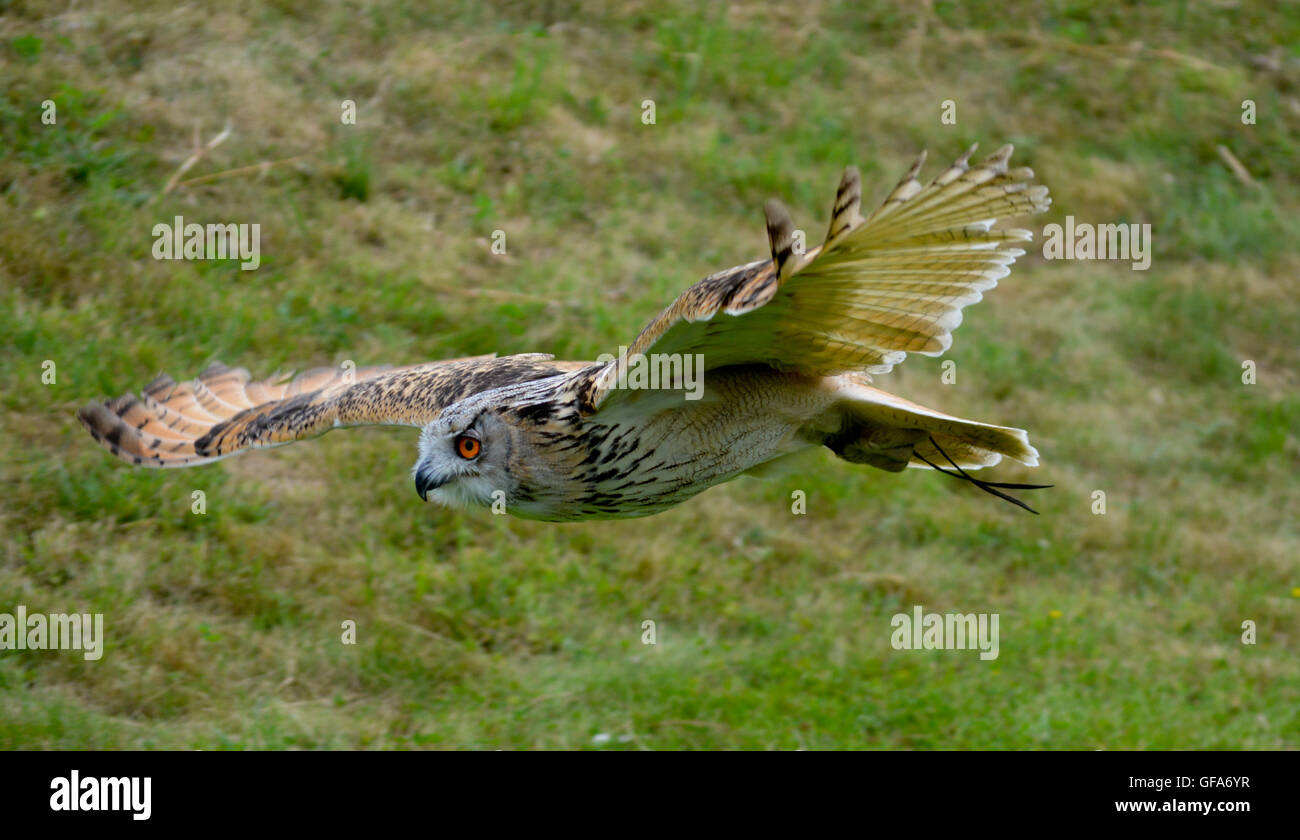 Owl in flight Stock Photo - Alamy