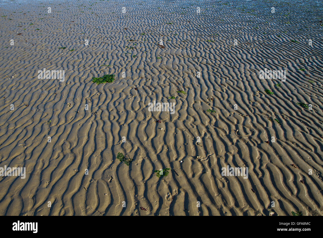 Beach with algae and low tide Stock Photo - Alamy