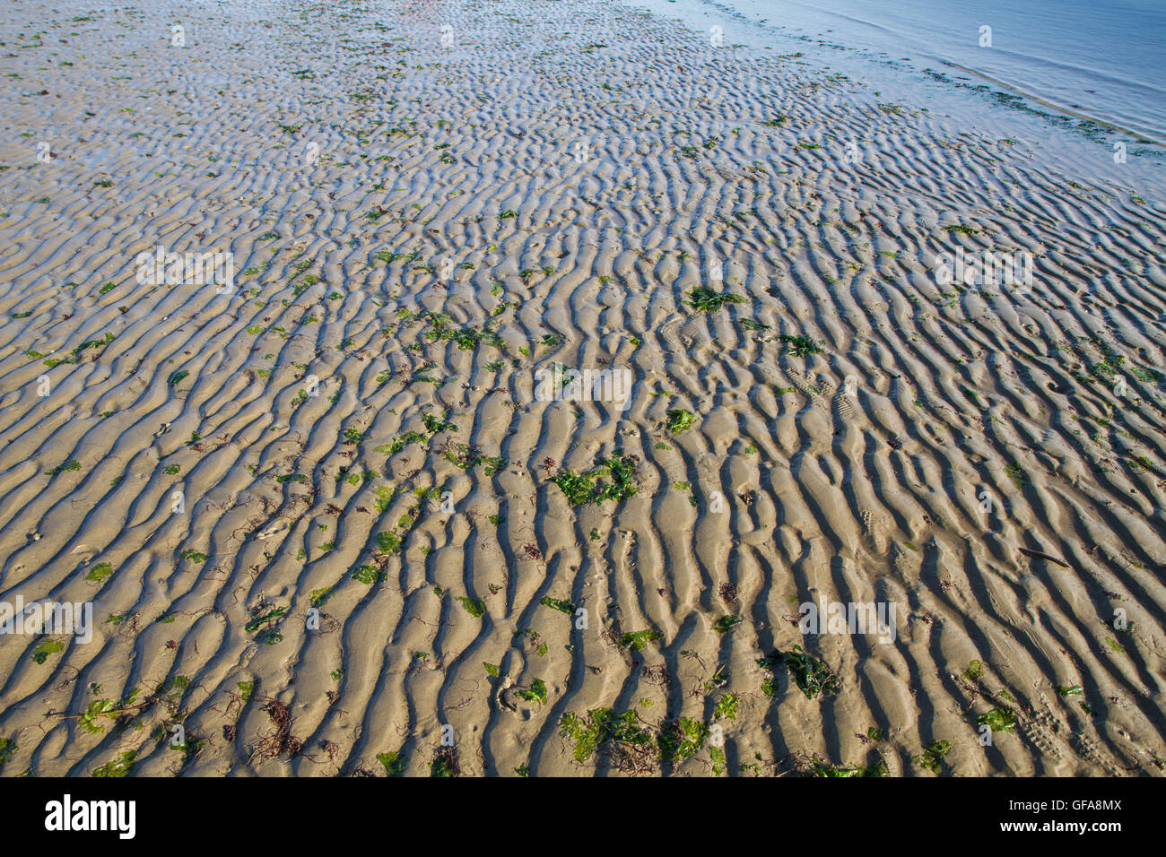 Beach algae hi-res stock photography and images - Alamy