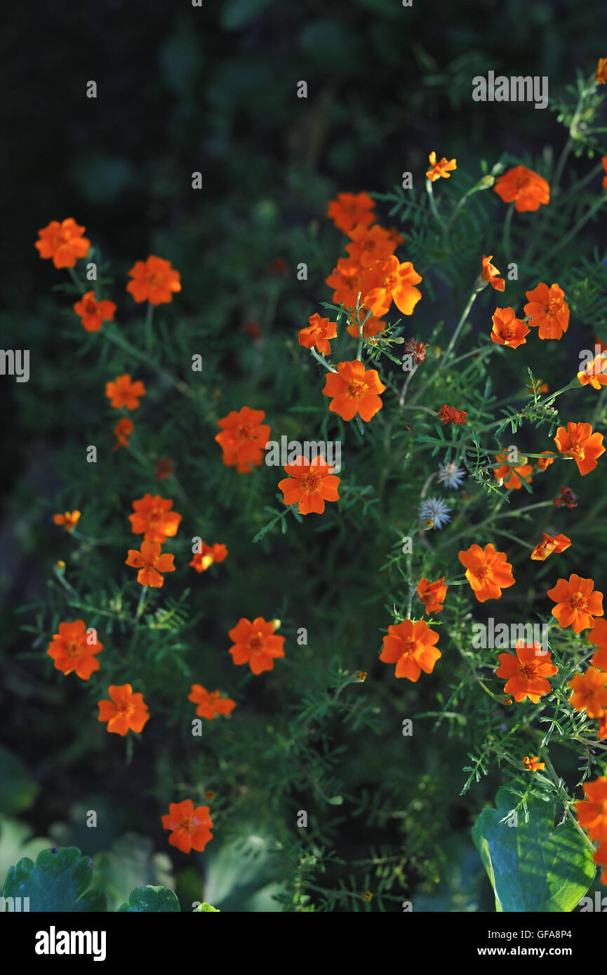 Garden flowers. Close up of tagetes tenuifolia Stock Photo - Alamy