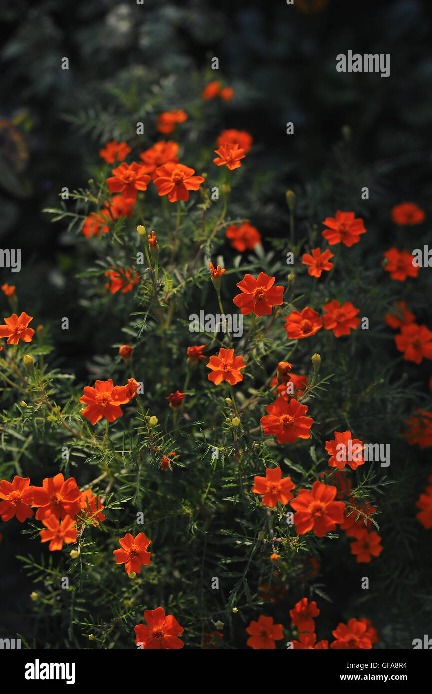 Garden flowers. Close up of tagetes tenuifolia Stock Photo - Alamy