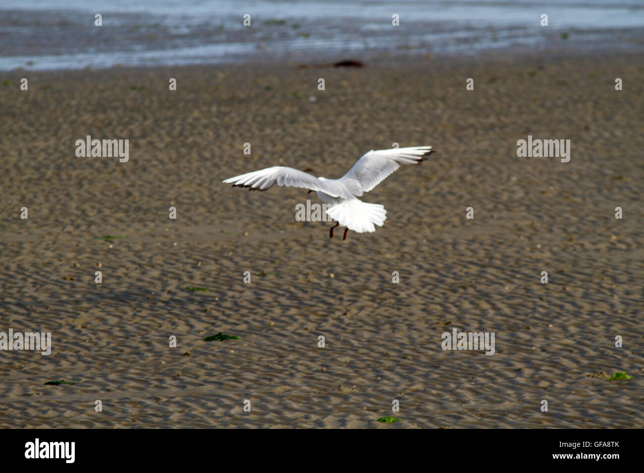 Flying One seagull isolated on the beach background Stock Photo - Alamy