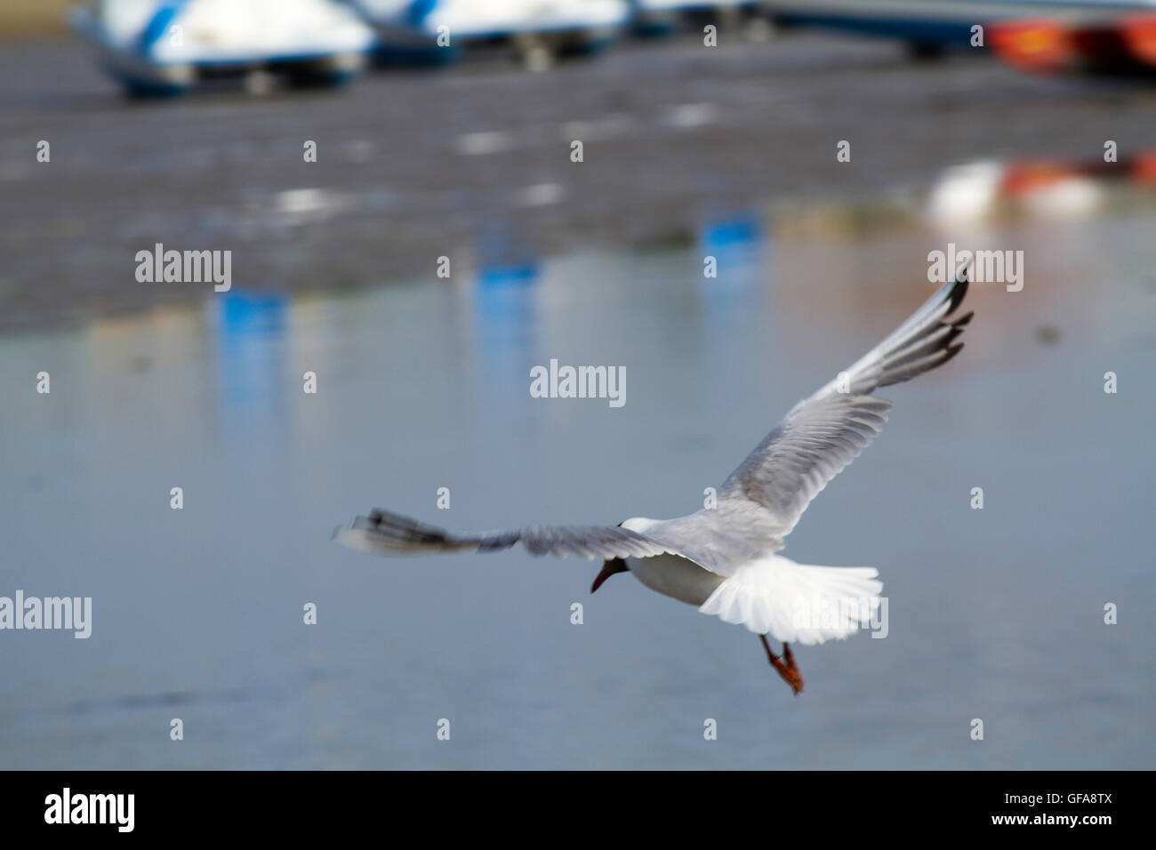 Flying One seagull isolated on the beach background Stock Photo - Alamy