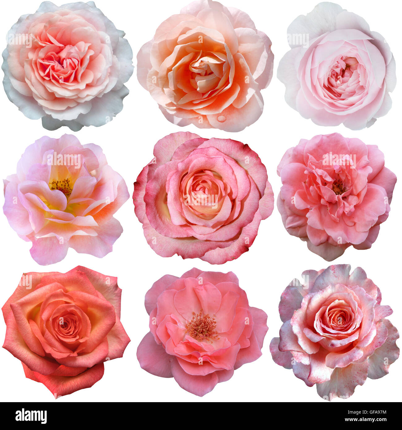 Set of pink roses isolated on the white background Stock Photo - Alamy