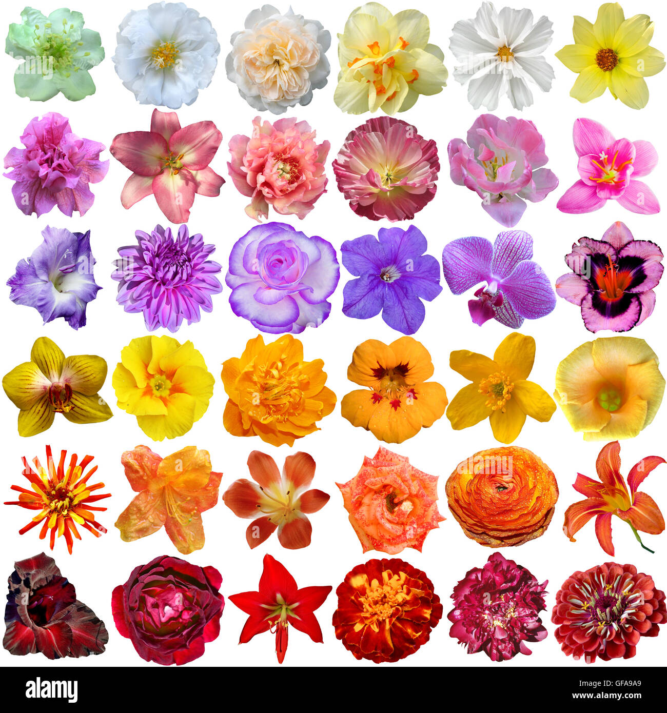 Big Selection of Various Flowers Isolated on White Background Stock ...