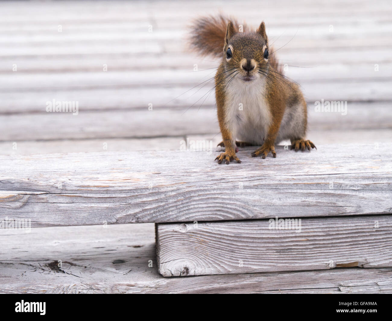 Mischievous Squirrel on terrace Stock Photo - Alamy