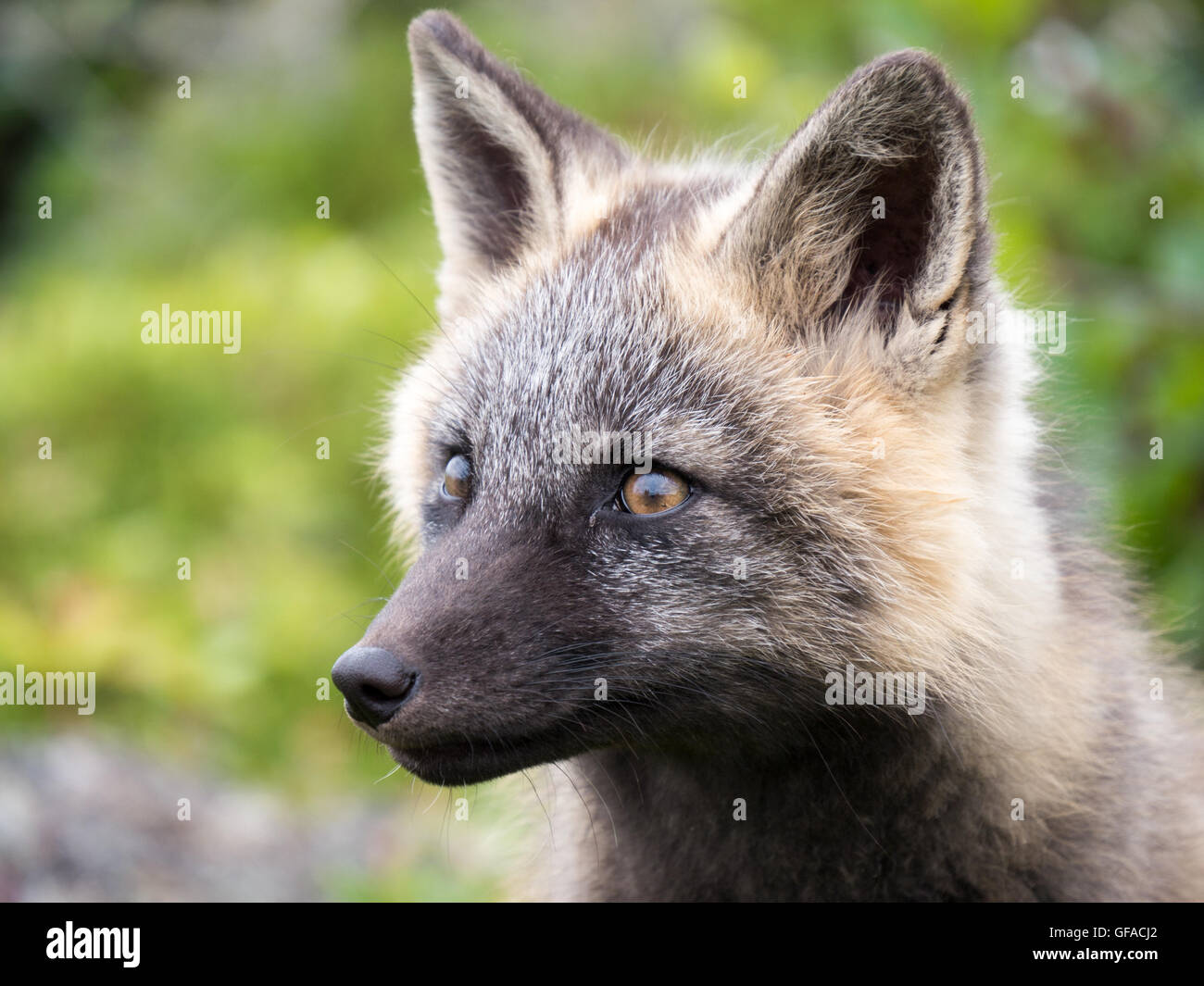 Observing the environment hi-res stock photography and images - Alamy