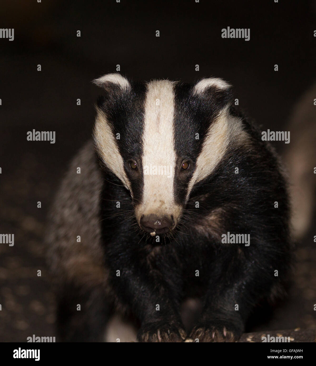 Farm badgers hi-res stock photography and images - Alamy