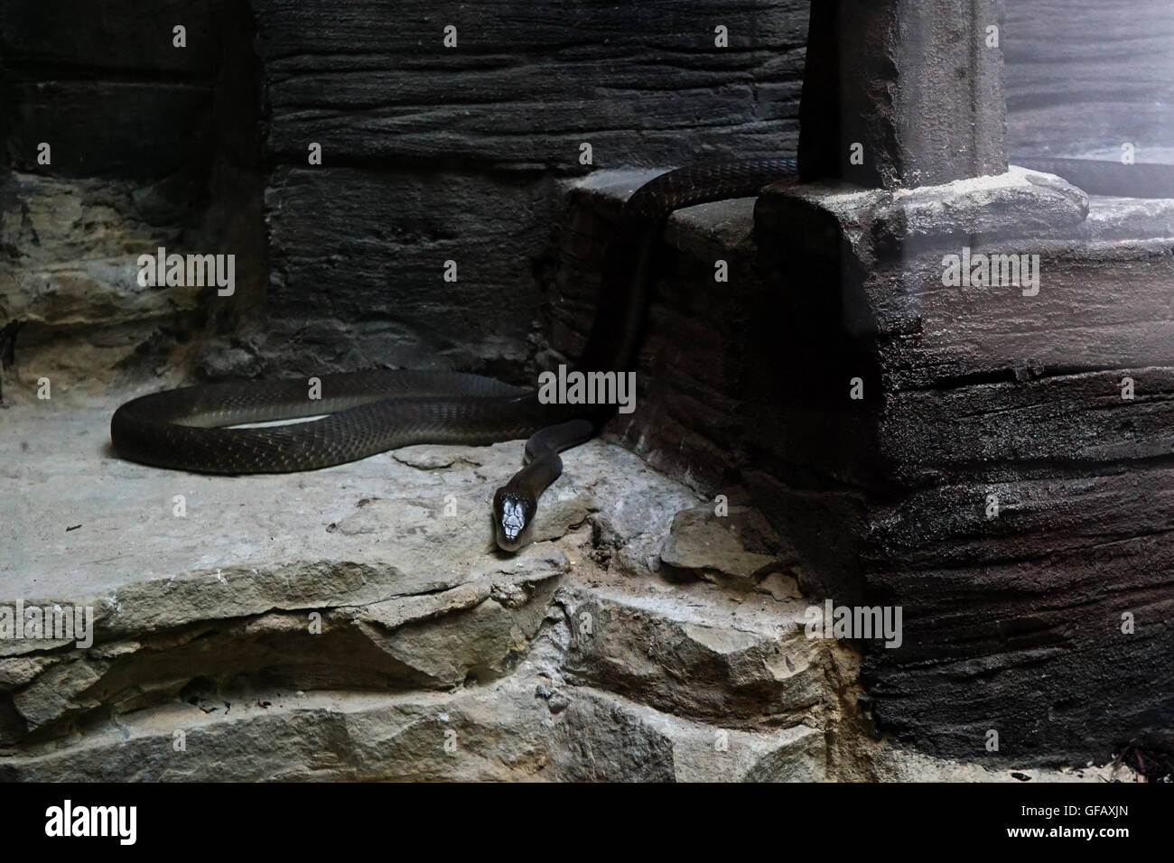 Zls london zoo hi-res stock photography and images - Alamy