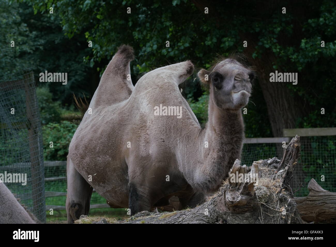 Zls london zoo hi-res stock photography and images - Alamy