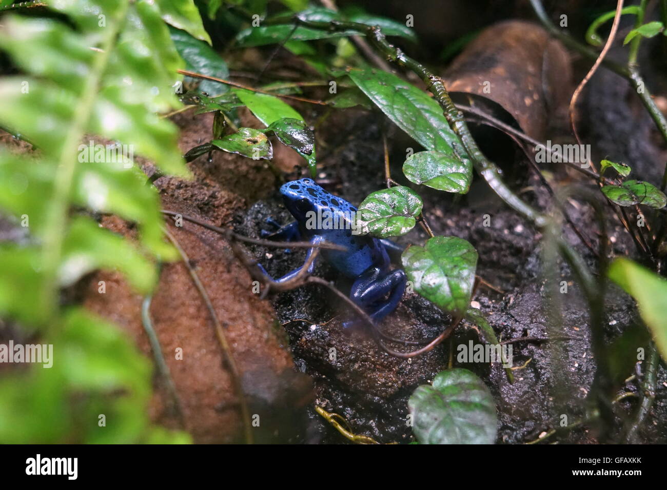 London, UK. 30th July, 2016. Opening Day for Little Creatures Family ...