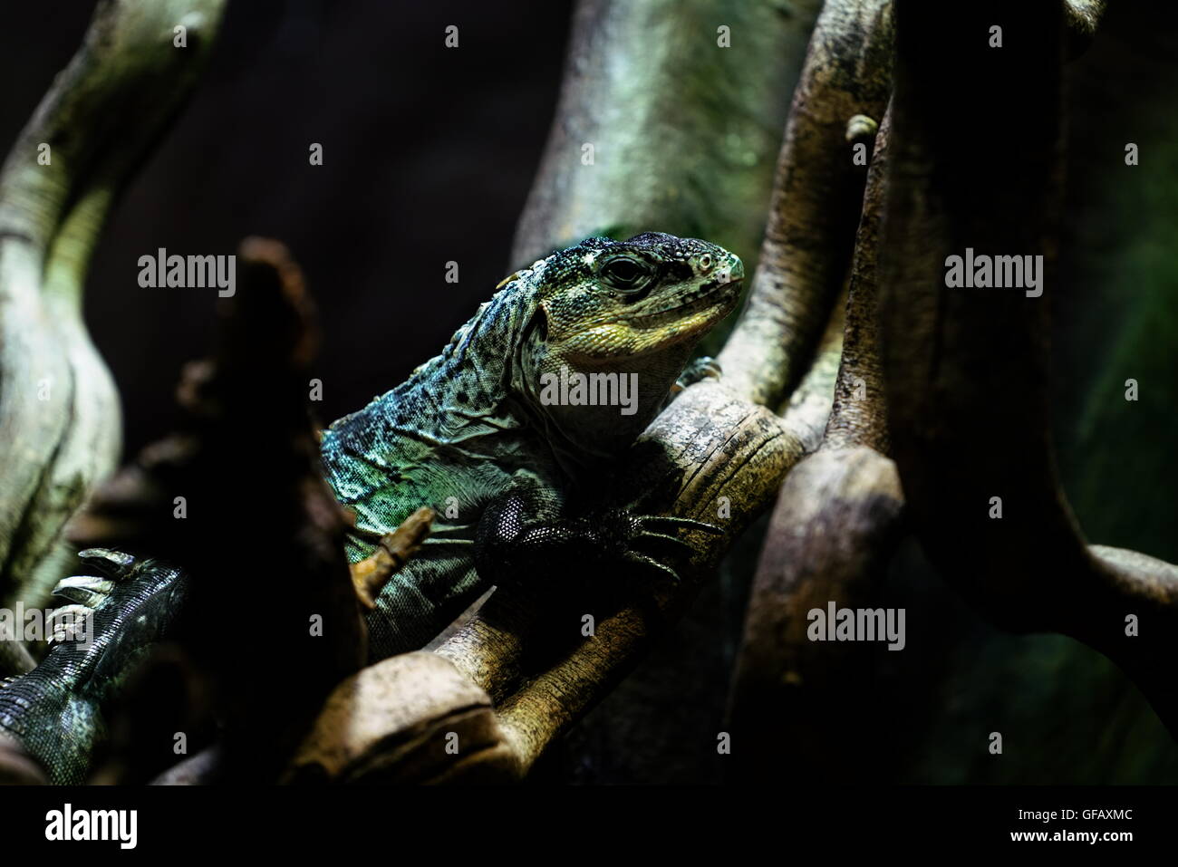 London, UK. 30th July, 2016. A Iguana at ZLS London Zoo an opening day ...