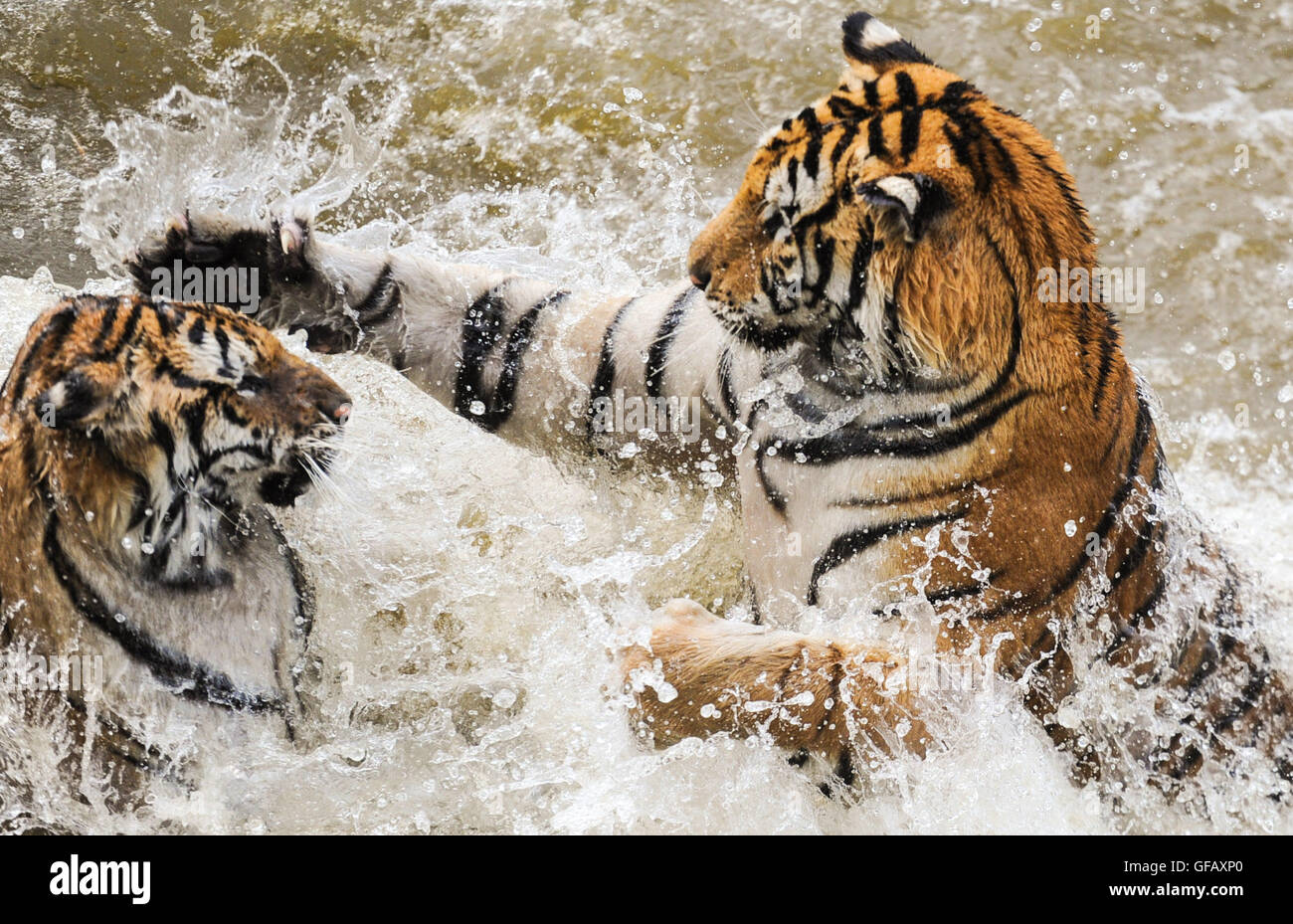 Beijing, China's Heilongjiang Province. 28th July, 2016. Two Siberian ...