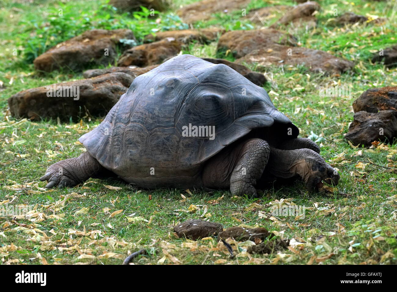 At london zoo the turtle hi-res stock photography and images - Alamy