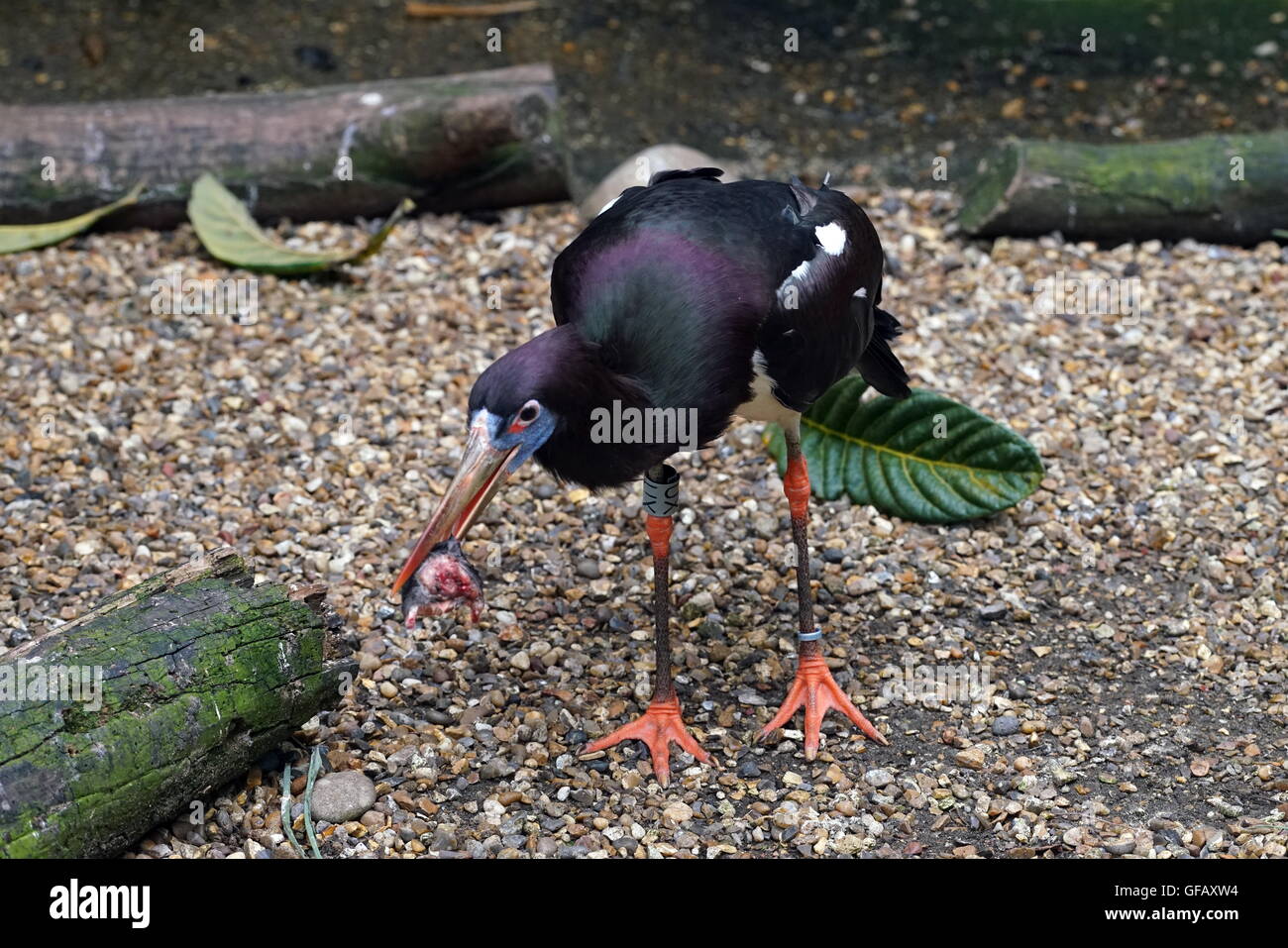 Zls london zoo hi-res stock photography and images - Alamy
