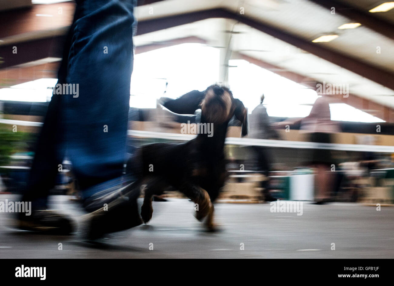 Verl, Germany. 31st July, 2016. A Dachshund and its master in Verl ...