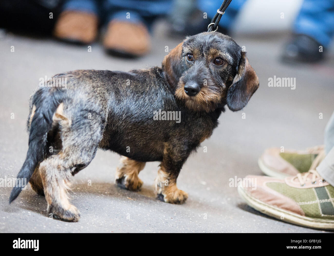 Verl, Germany. 31st July, 2016. A Dachshund and its master in Verl ...