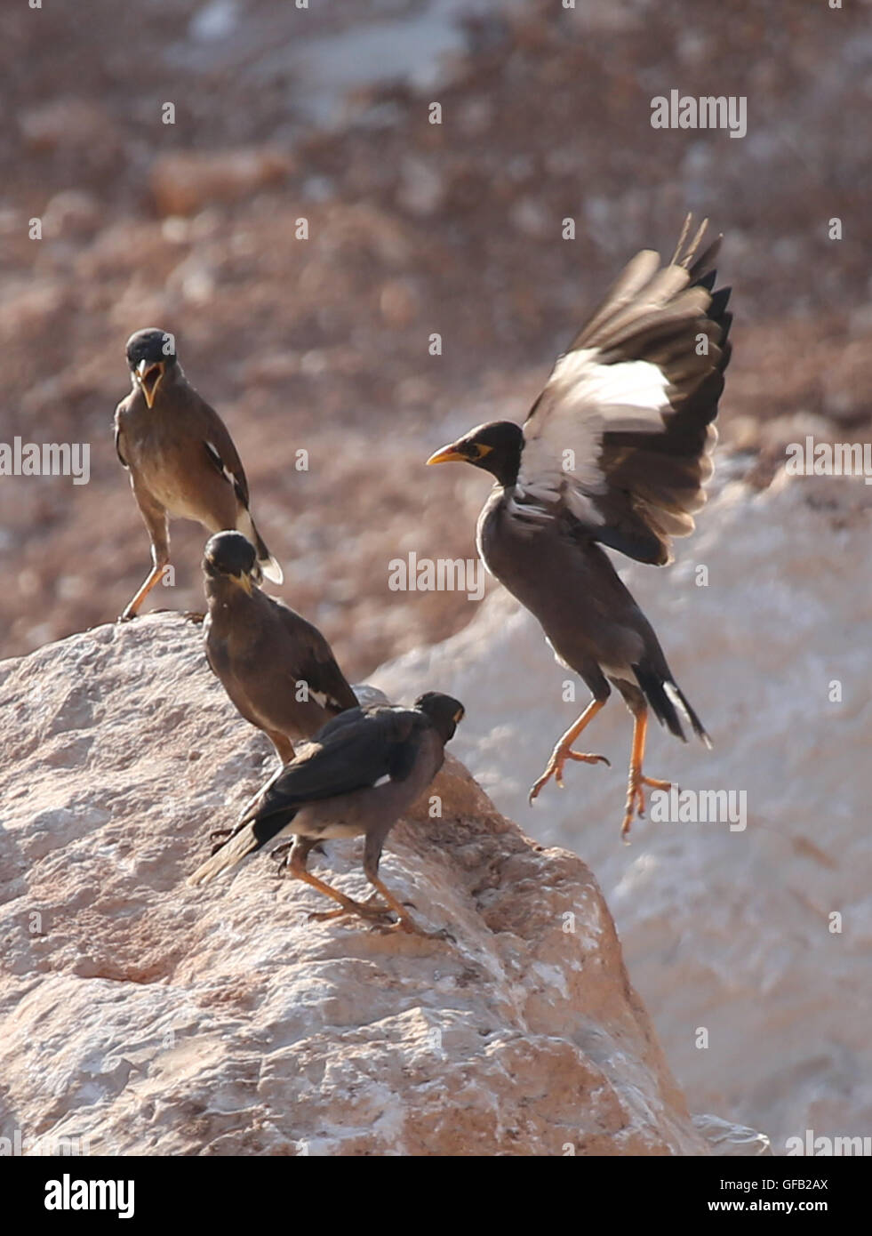 Worlds worst invasive species hi-res stock photography and images - Alamy