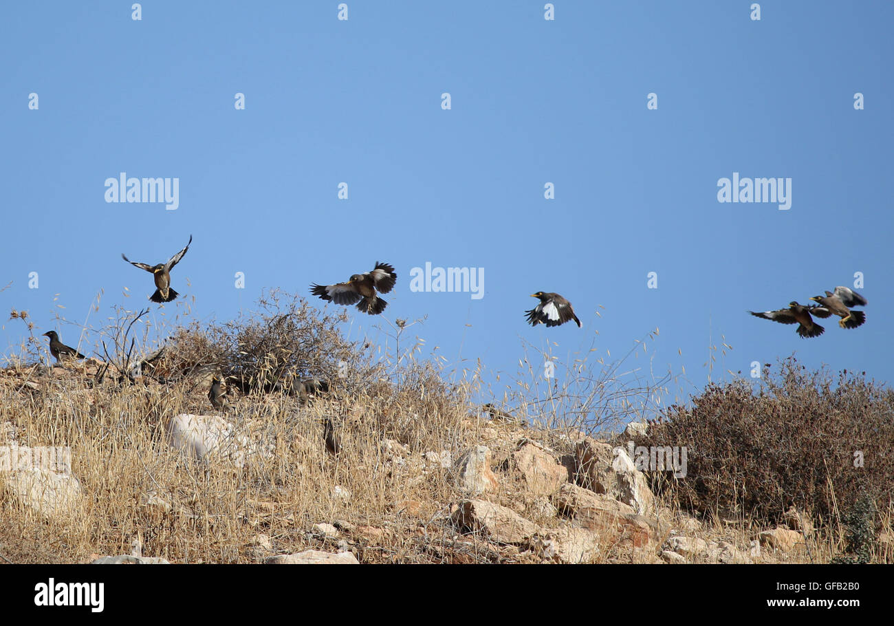 100 most invasive species hi-res stock photography and images - Alamy