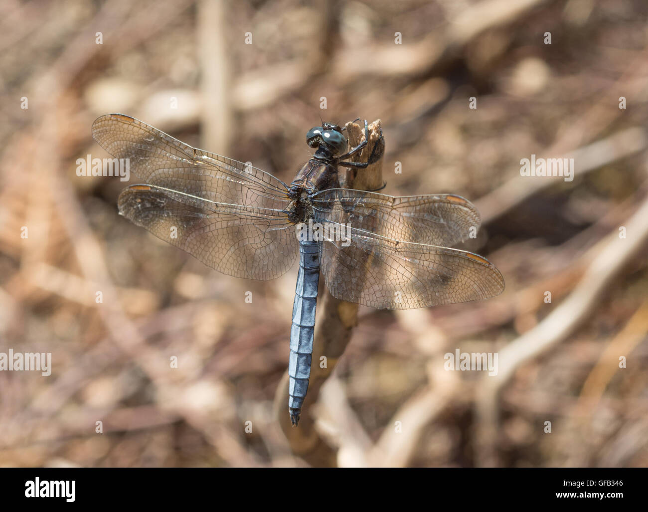 Water skimmer insects hi-res stock photography and images - Alamy