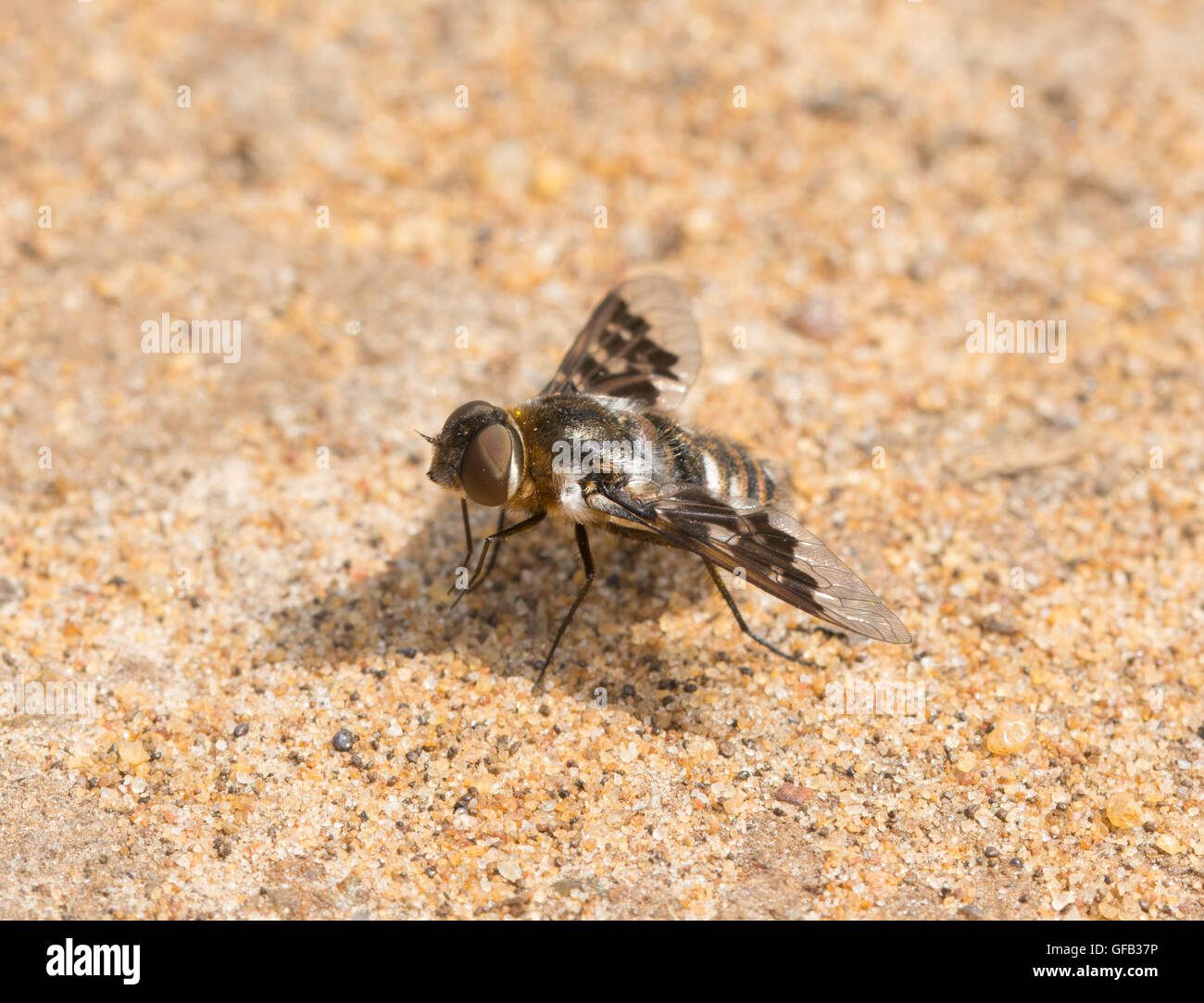 Mottled bee fly hi-res stock photography and images - Alamy